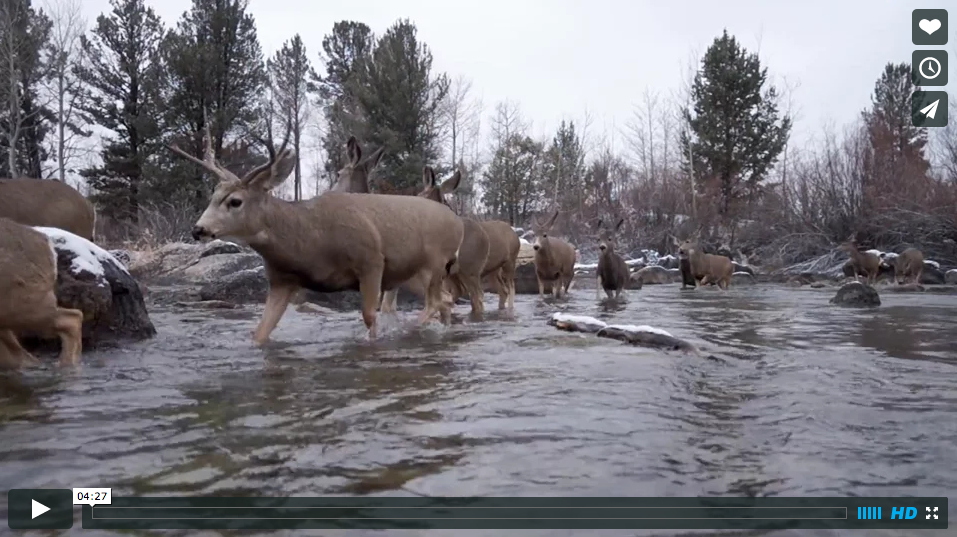 Video: Mule Deer Migration – Rack Camp