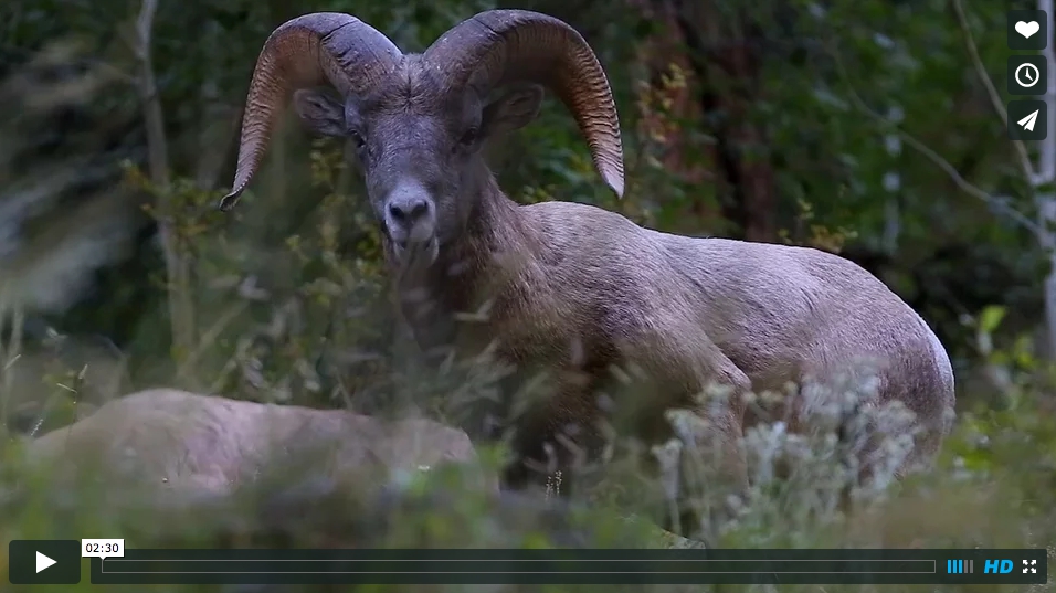 Teaser: Bowhunting for Colorado Bighorn Sheep – Rack Camp