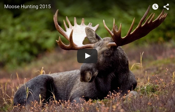 Video: Archery Moose Hunting – Rack Camp