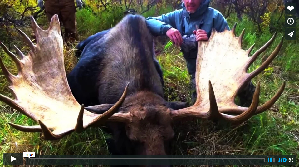 Video: Hunting Big Bull Moose in Alaska – Rack Camp