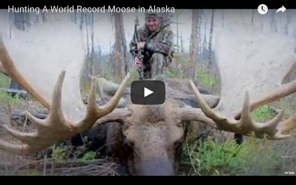 Video: Bowhunting World Record Moose in Alaska – Rack Camp