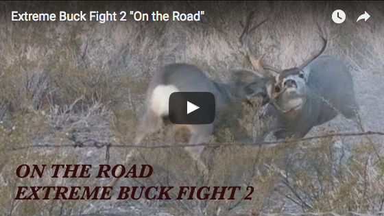 Video: Intense Mule Deer Fight – Rack Camp