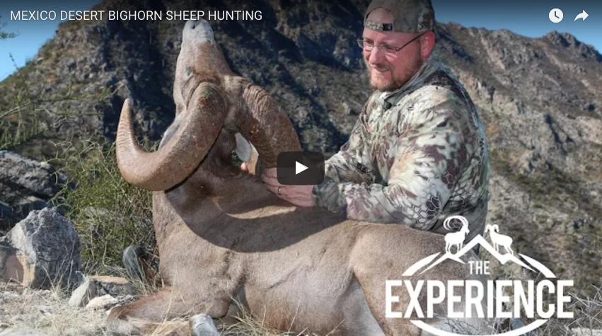 Video: Hunting Bighorn Sheep in Sonora Mexico – Rack Camp