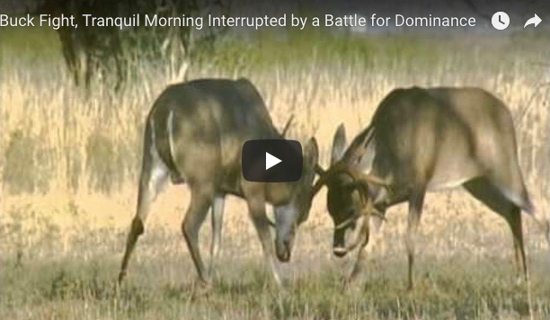 Video: Whitetail Deer Battle – Rack Camp