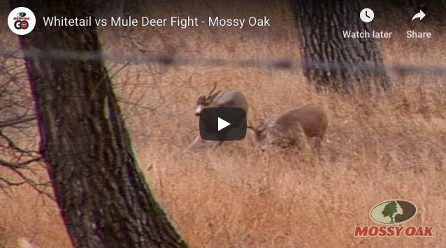 Video: Whitetail vs Mule Deer Fight – Rack Camp