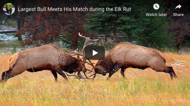 Video: Giant Bull Elk Battle – Rack Camp