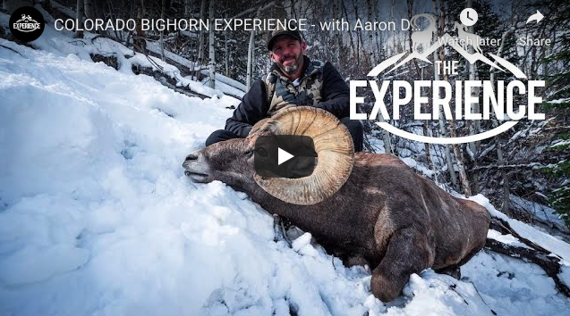 Video: Hunting Bighorn Sheep in Colorado – Rack Camp