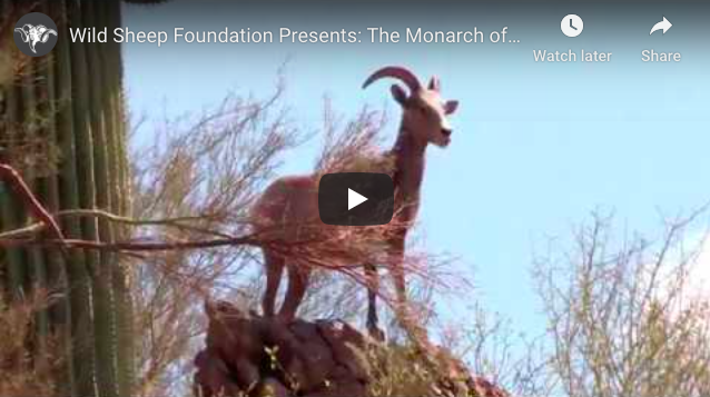Video: Wild Sheep Foundation Presents: The Monarch of the Mountains ...