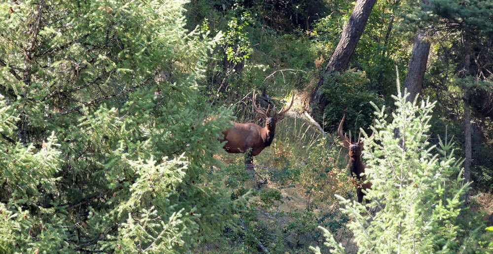 Elk Country Protected, Accessible in Oregon – Rack Camp