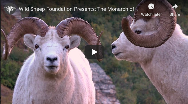Video: Wild Sheep Foundation Presents: The Monarch of the Mountains ...