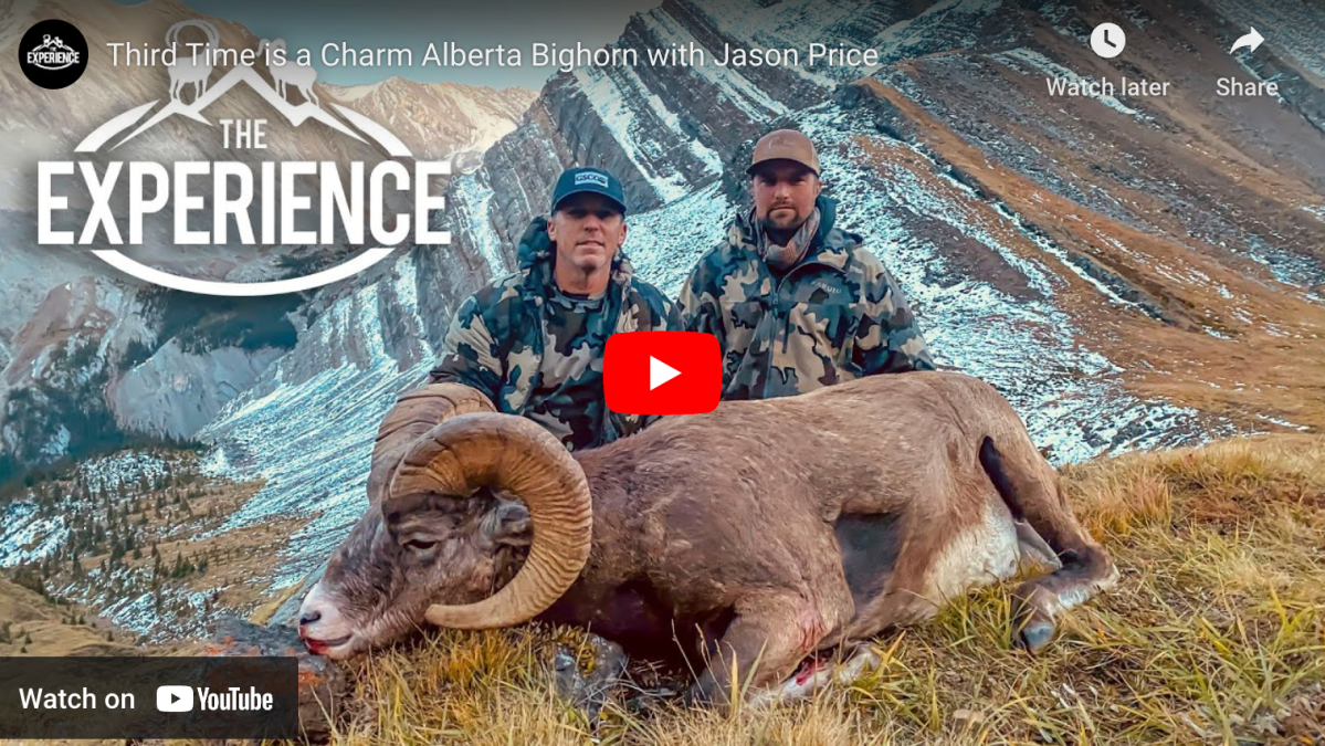 Video: Hunting Bighorn Sheep in Alberta – Rack Camp